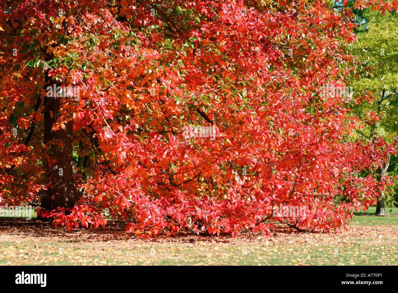 Nyssa sylvatica Wisley Bonfire Stock Photo - Alamy