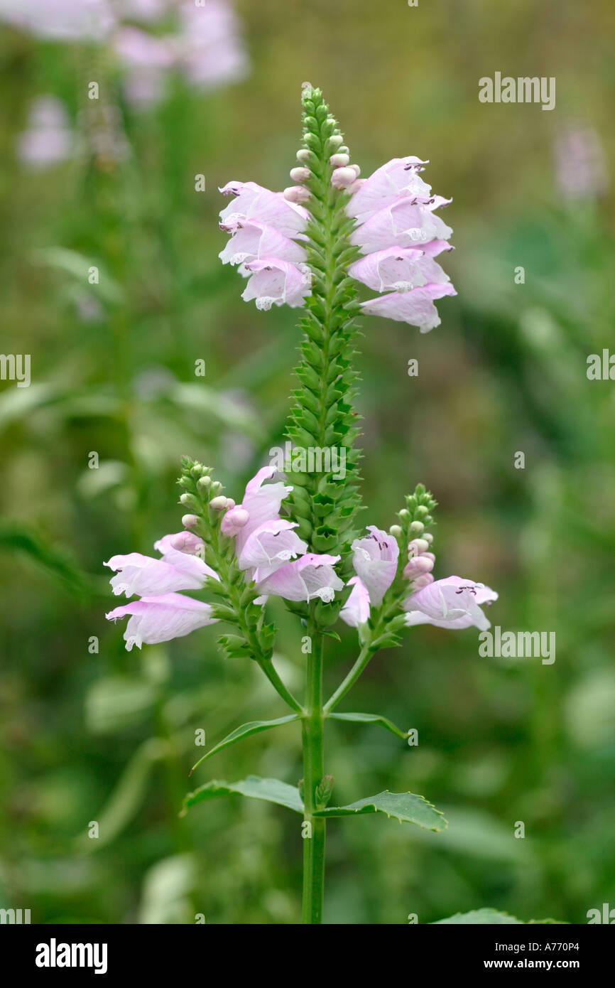 Physostegia speciosa hi-res stock photography and images - Alamy