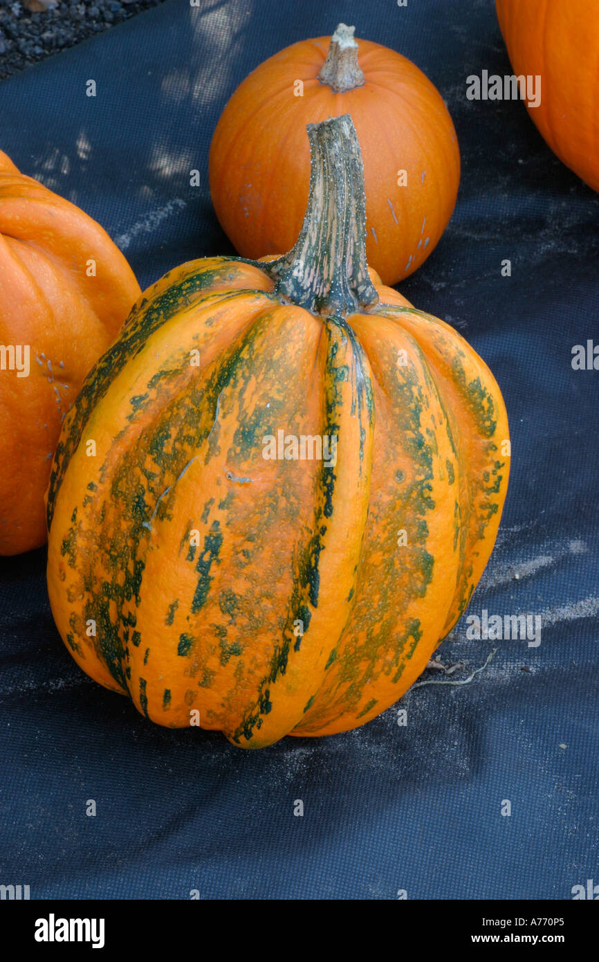 Kamo kamo hi-res stock photography and images - Alamy