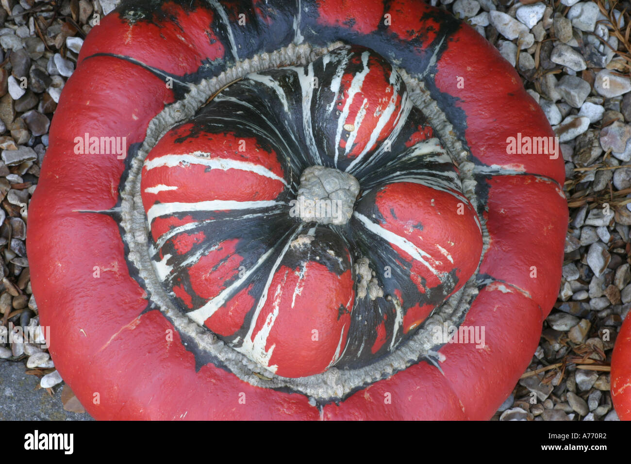 Turks Turban Squashes Cucurbita Maxima High Resolution Stock ...