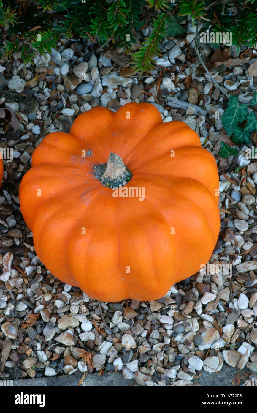 Squash Western Sunrise Stock Photo - Alamy