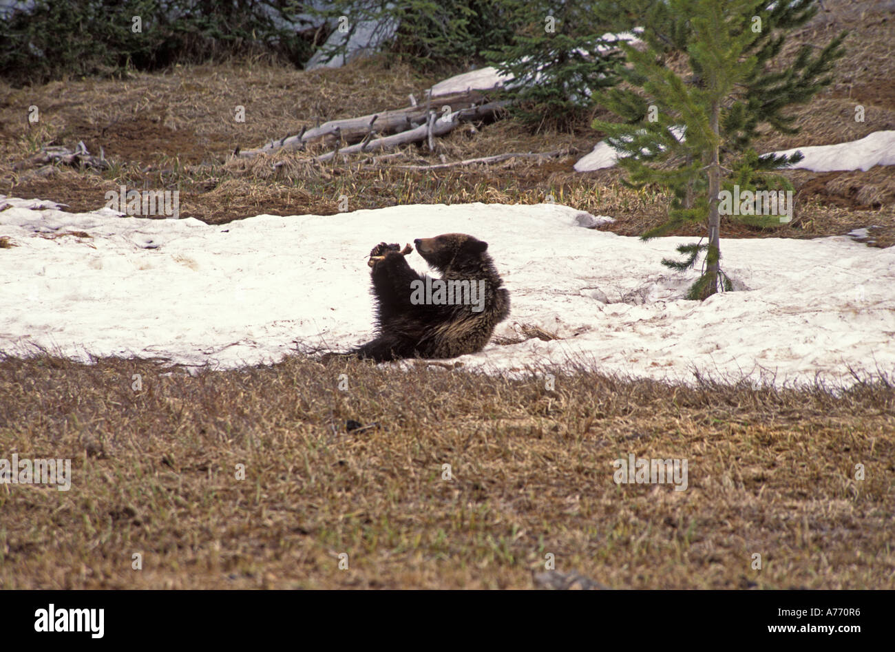 Bear adolescent grizzly bear hi-res stock photography and images - Alamy