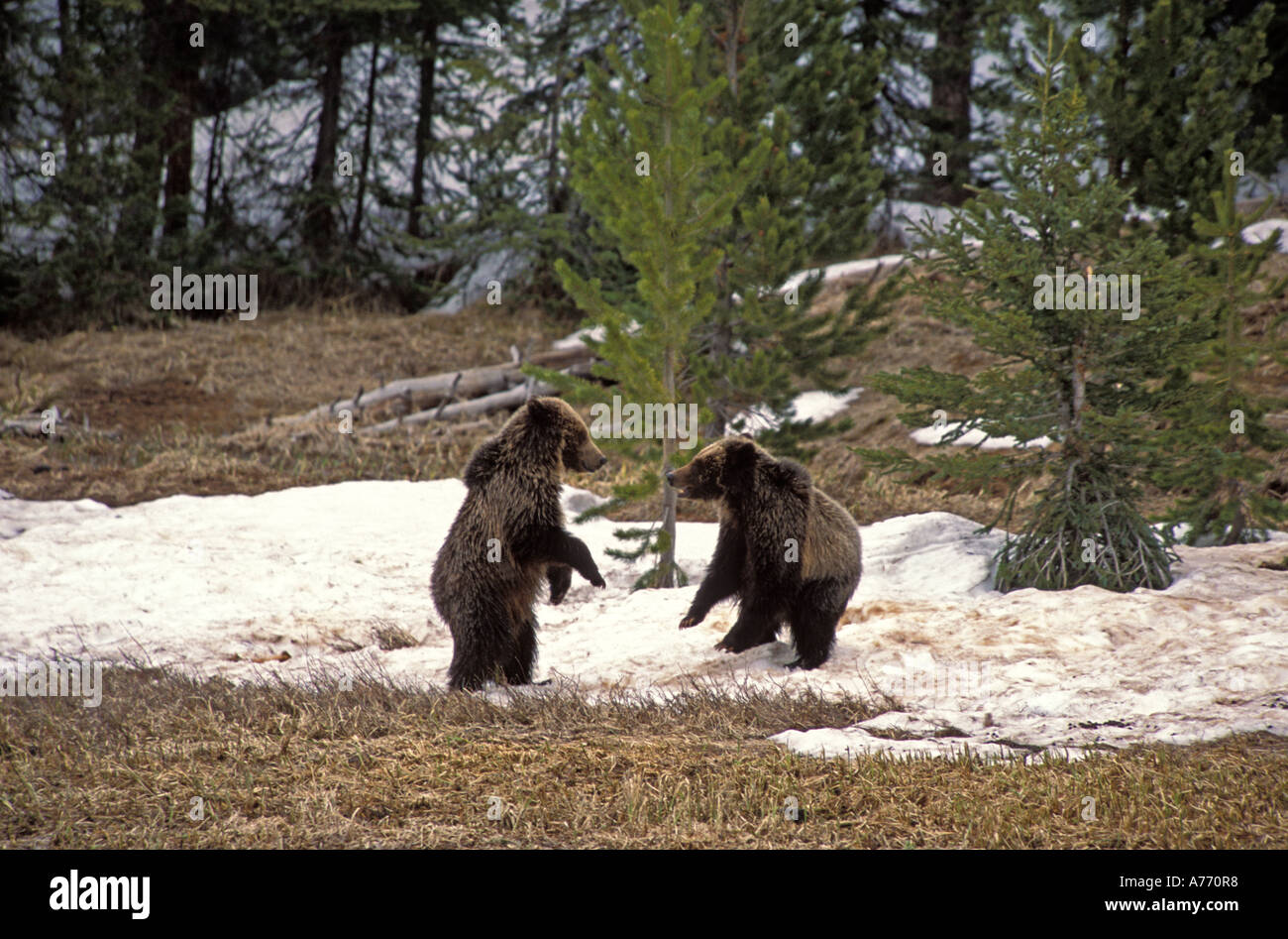 Grizzly bear cubs playing Stock Photo - Alamy