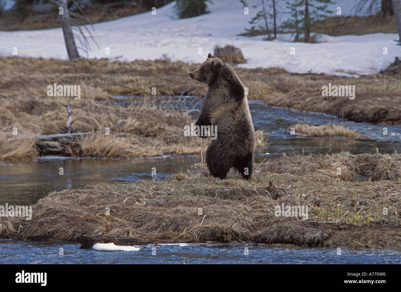 Standing grizzly bear Stock Photo - Alamy