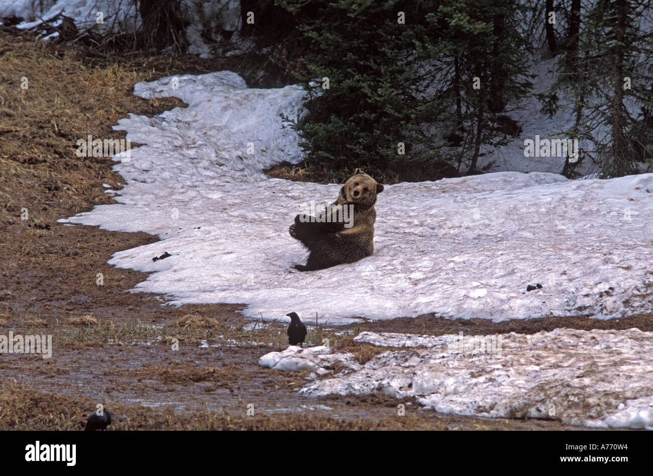 Early spring grizzly bear Stock Photo - Alamy