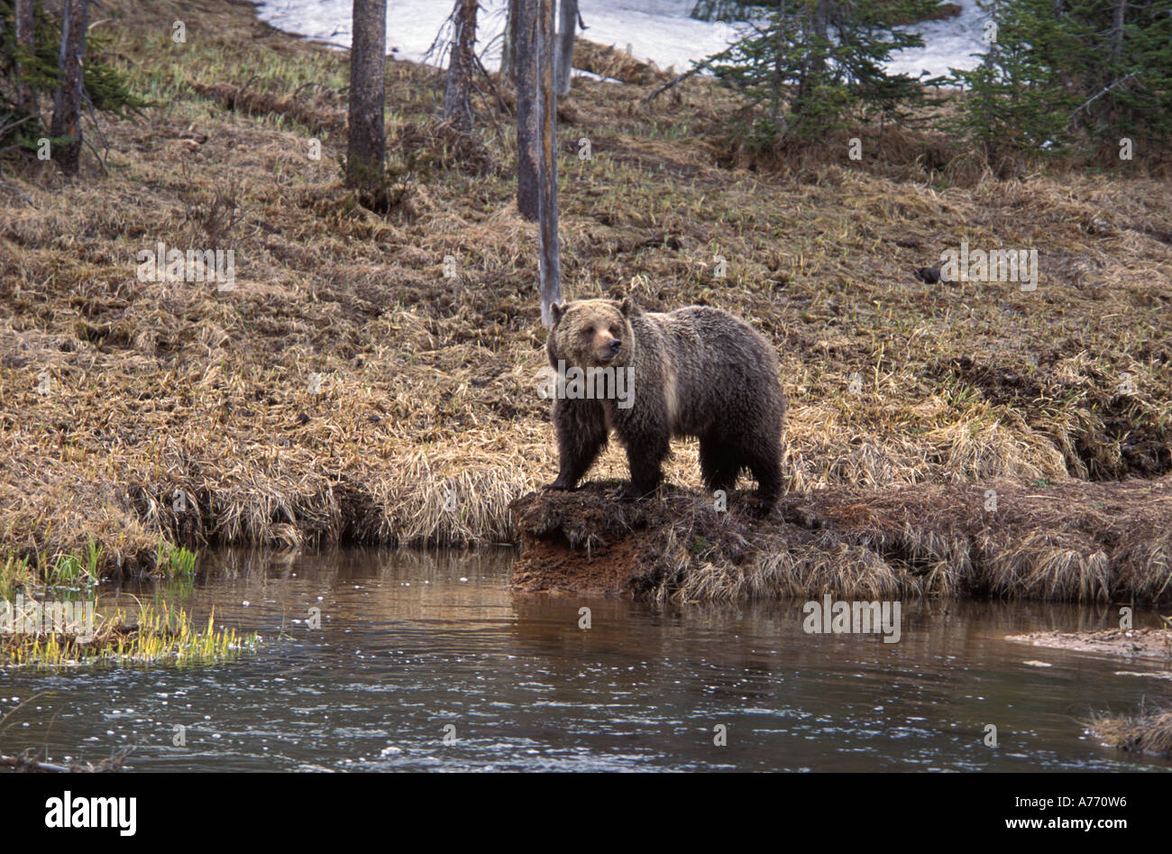 Early spring grizzly bear Stock Photo - Alamy