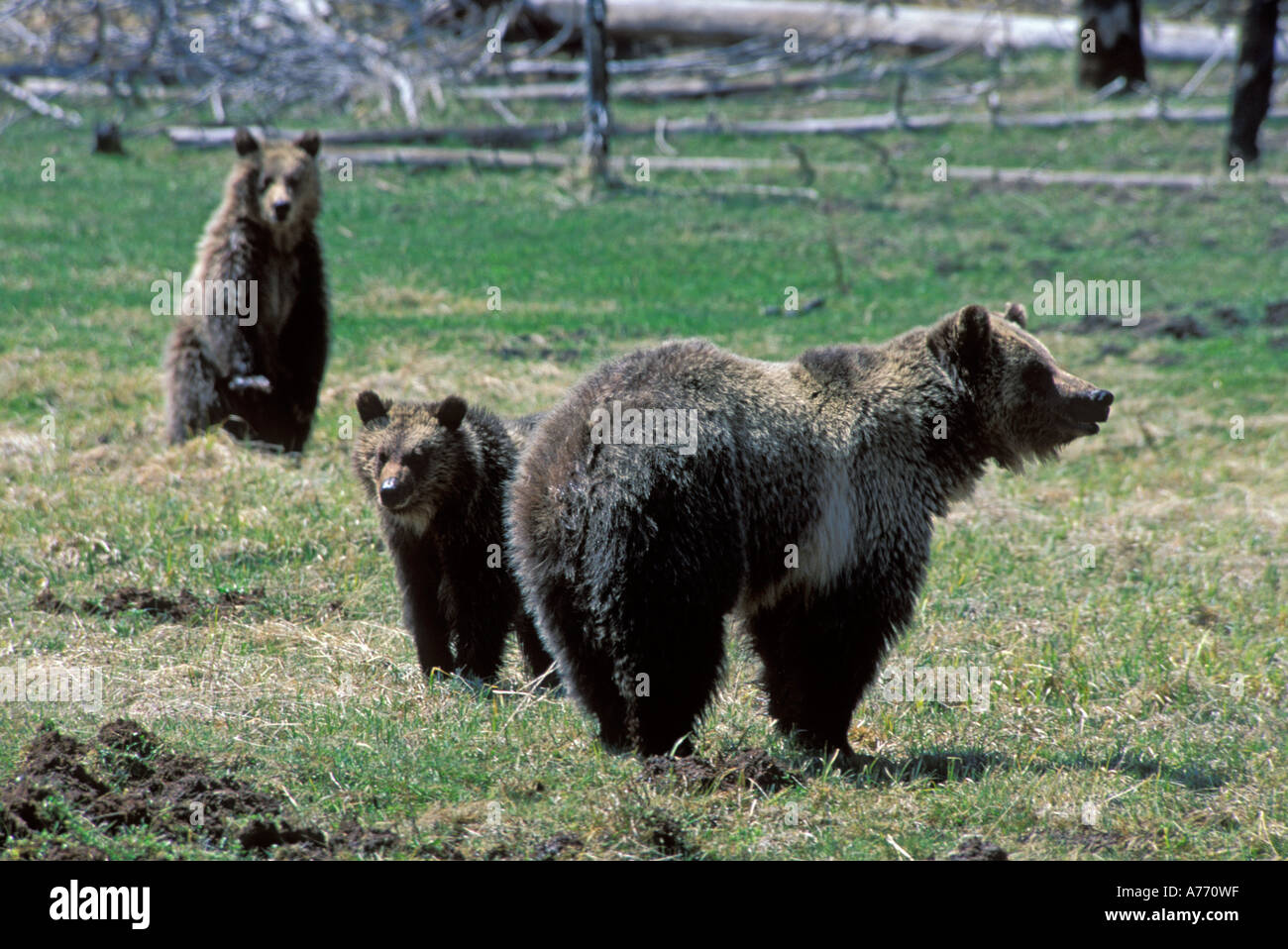 Grizzly bear family Stock Photo - Alamy
