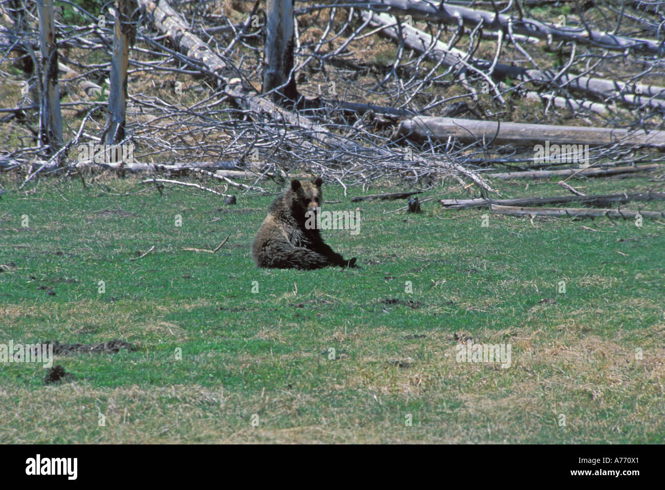 Relaxed grizzly bear Stock Photo - Alamy