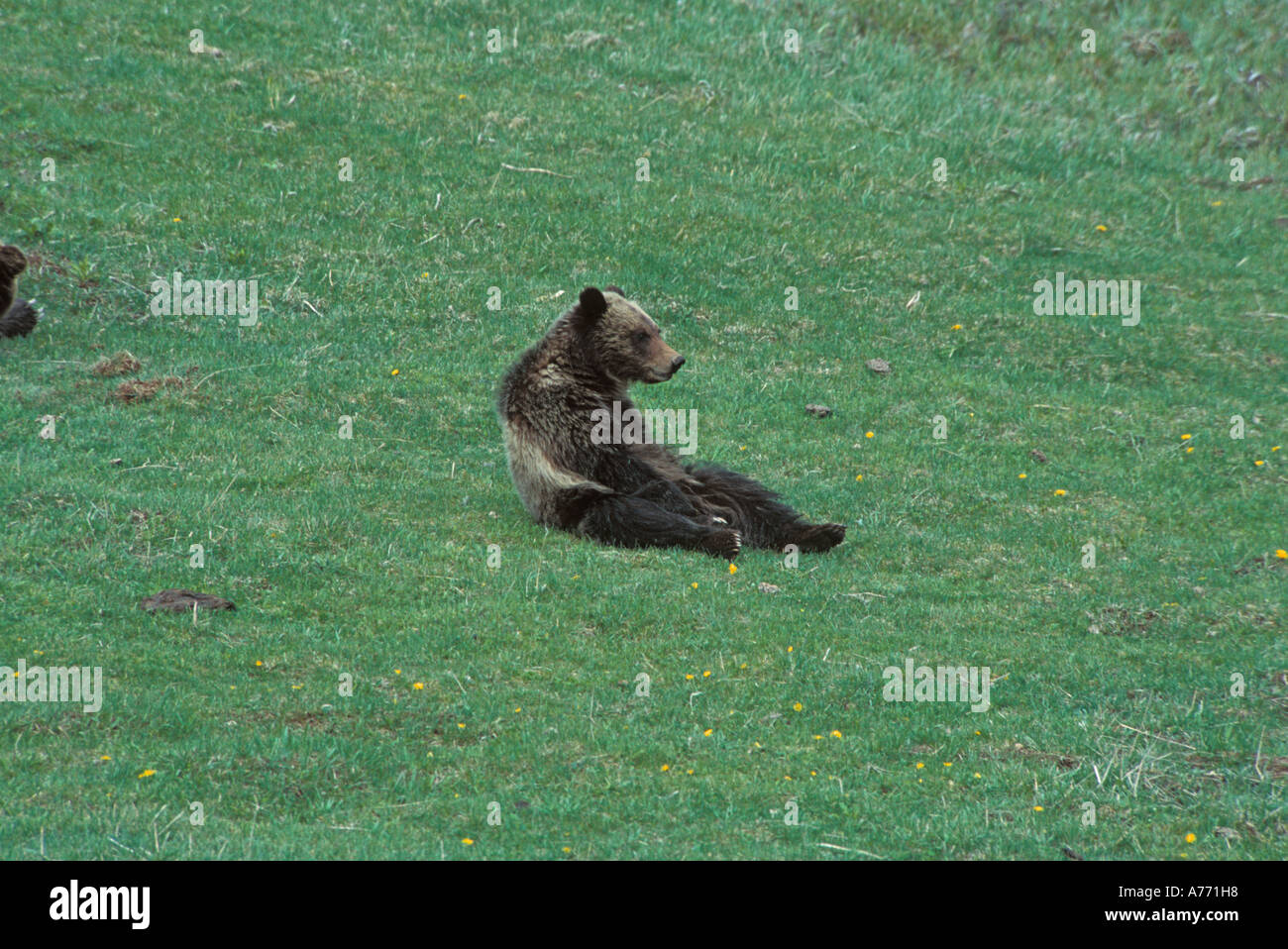 Lounging grizzly bear cub Stock Photo - Alamy