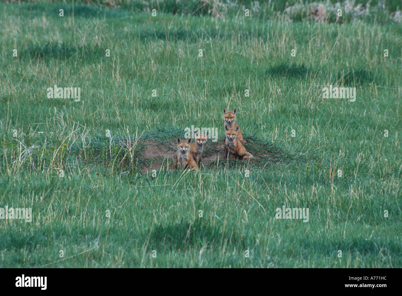 Red fox family Stock Photo - Alamy