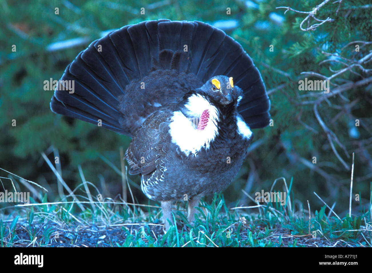 Blue grouse mating posture Stock Photo - Alamy