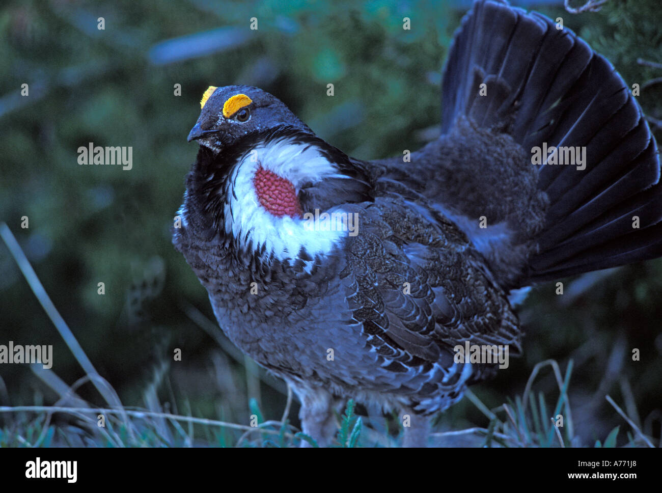 Blue grouse mating posture Stock Photo - Alamy