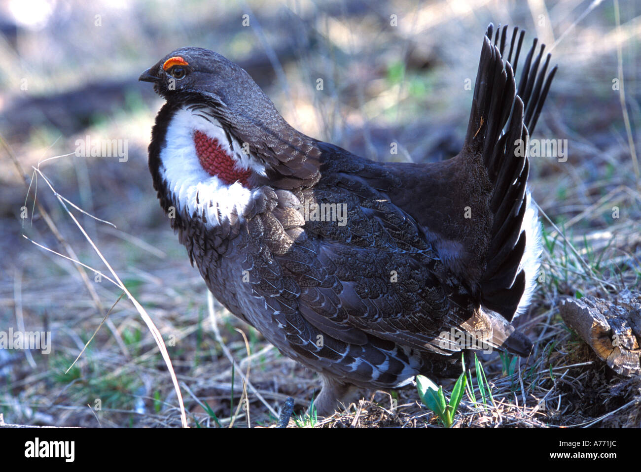 Blue grouse mating posture Stock Photo - Alamy