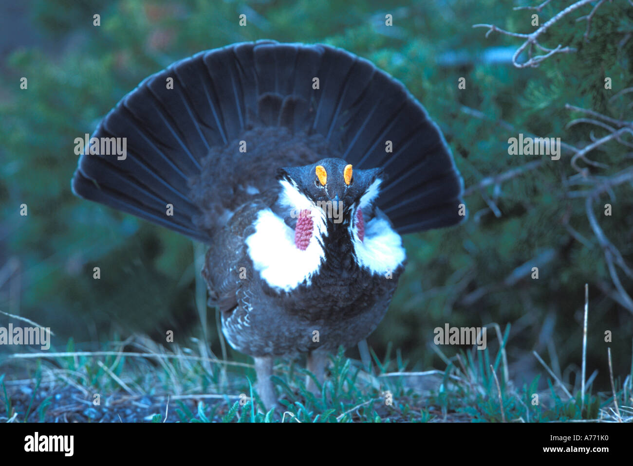 Blue grouse strut hi-res stock photography and images - Alamy