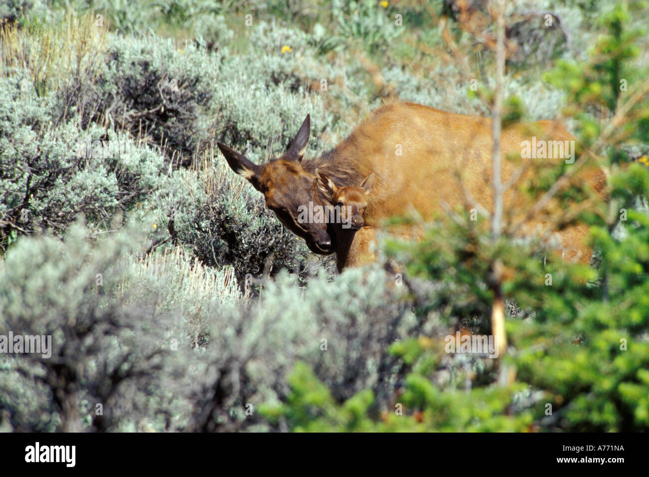 Elk cow with calf Stock Photo - Alamy