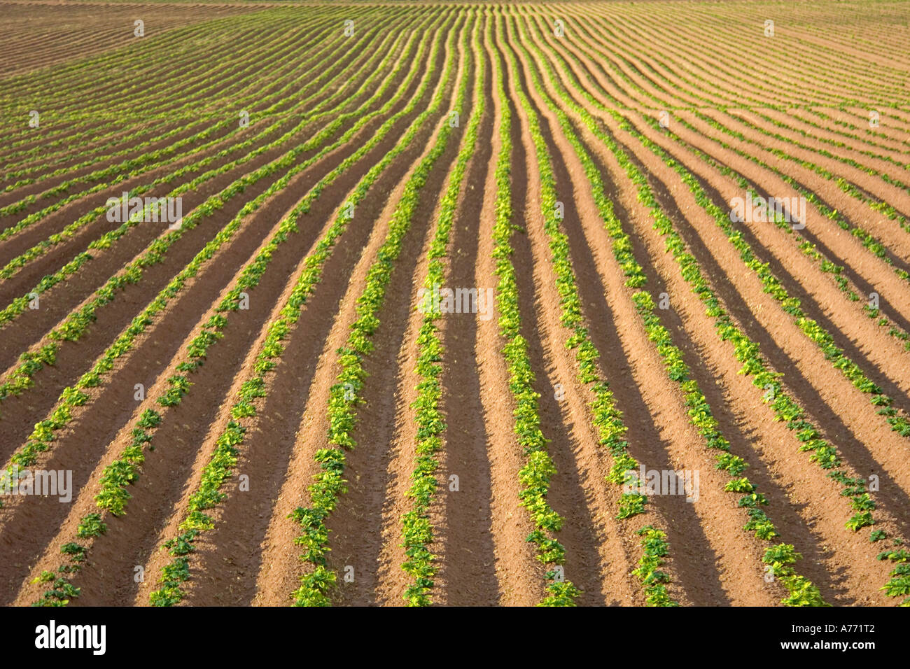 Freshly ploughed field of crops growing in the English countryside ...