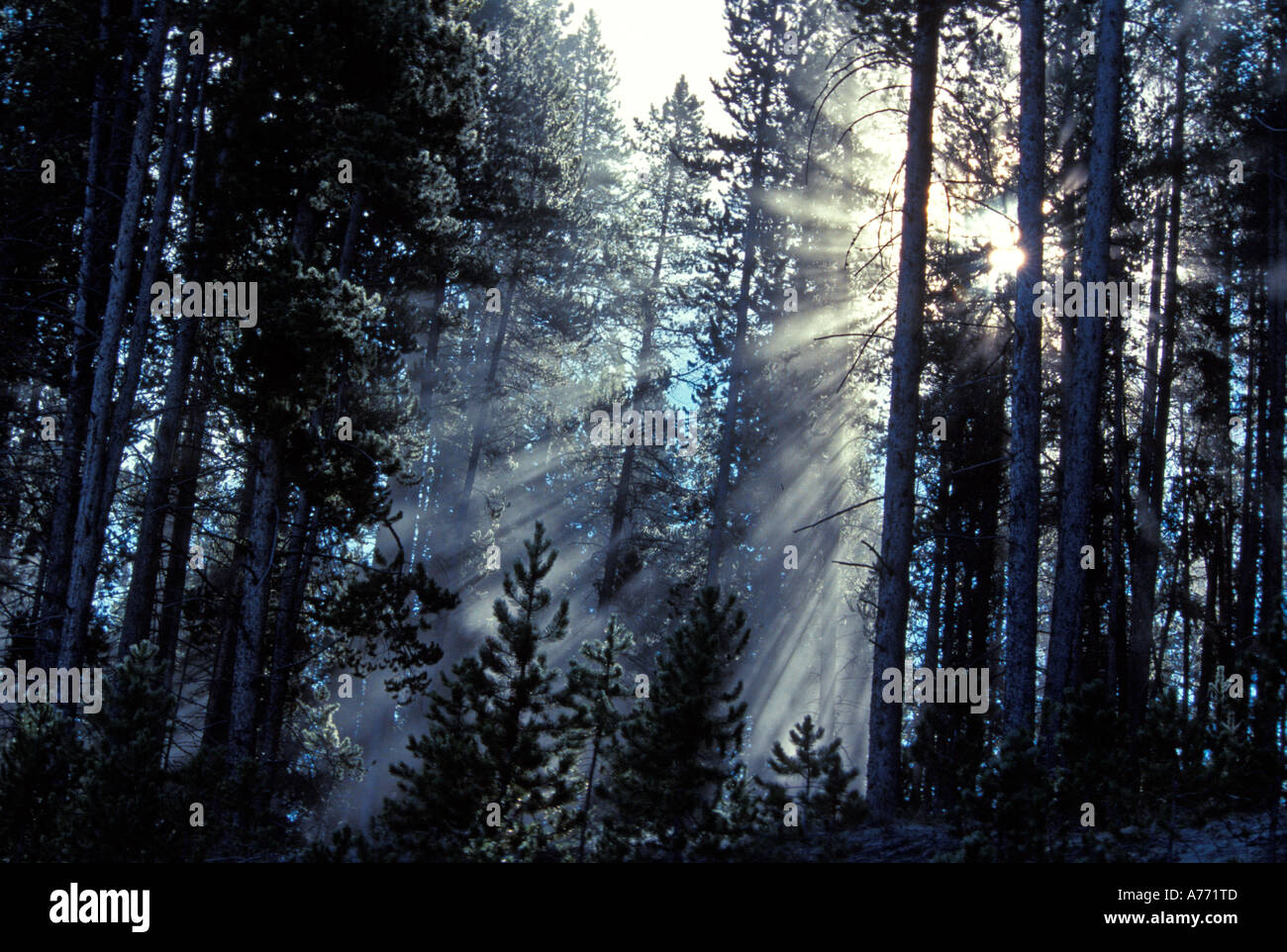 Sun rays through trees and mist Stock Photo - Alamy