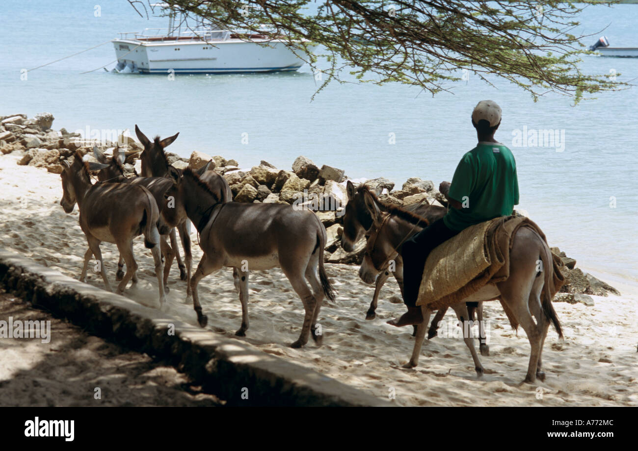 Equus asinus. Donkeys on Lamu Island, East Coast, Kenya Stock Photo - Alamy