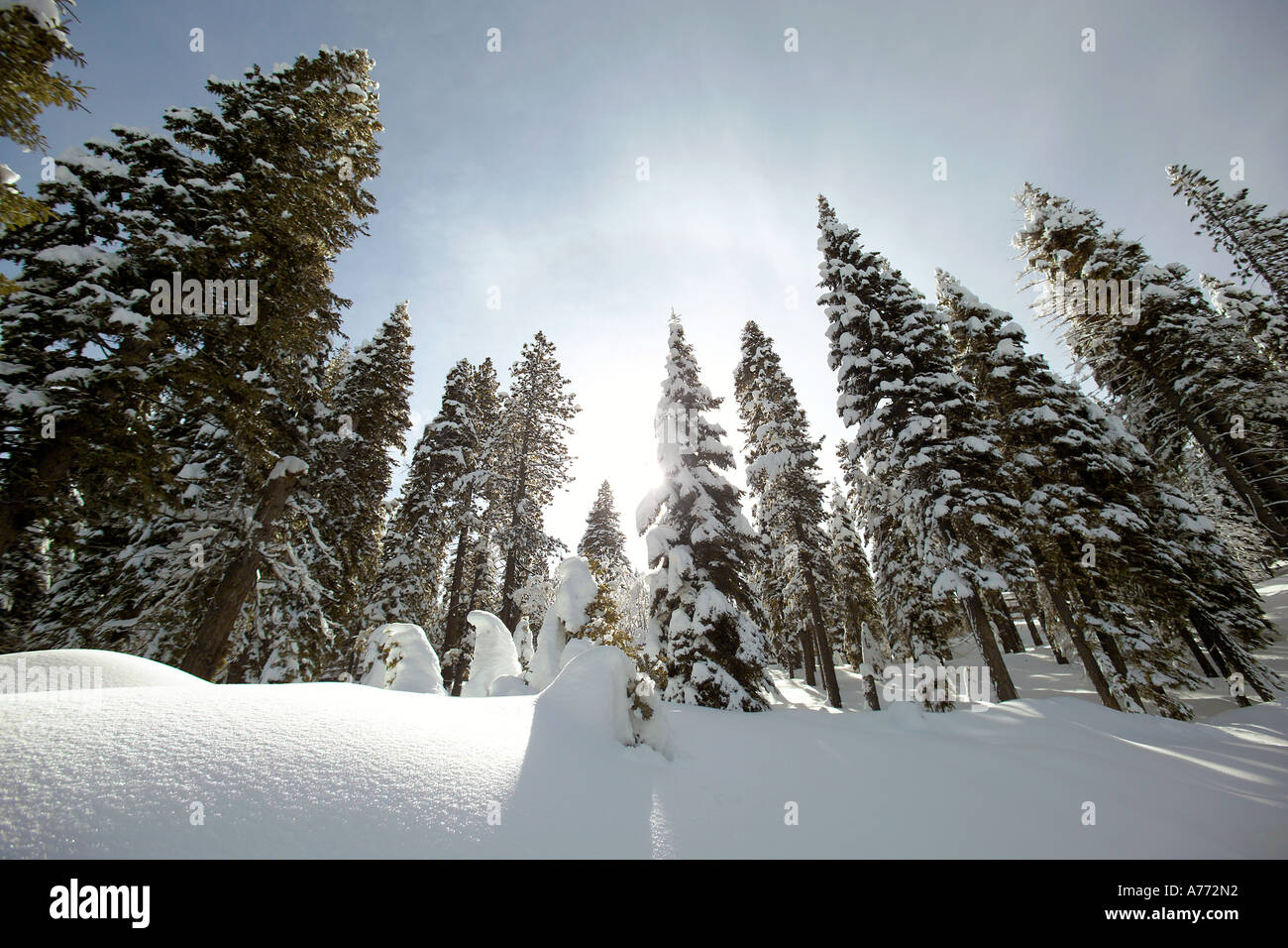 Pristine snowfall in the new forest hi-res stock photography and images ...