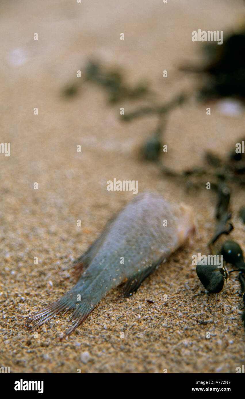 Half a fish left on a beach. County Galway, Ireland Stock Photo - Alamy