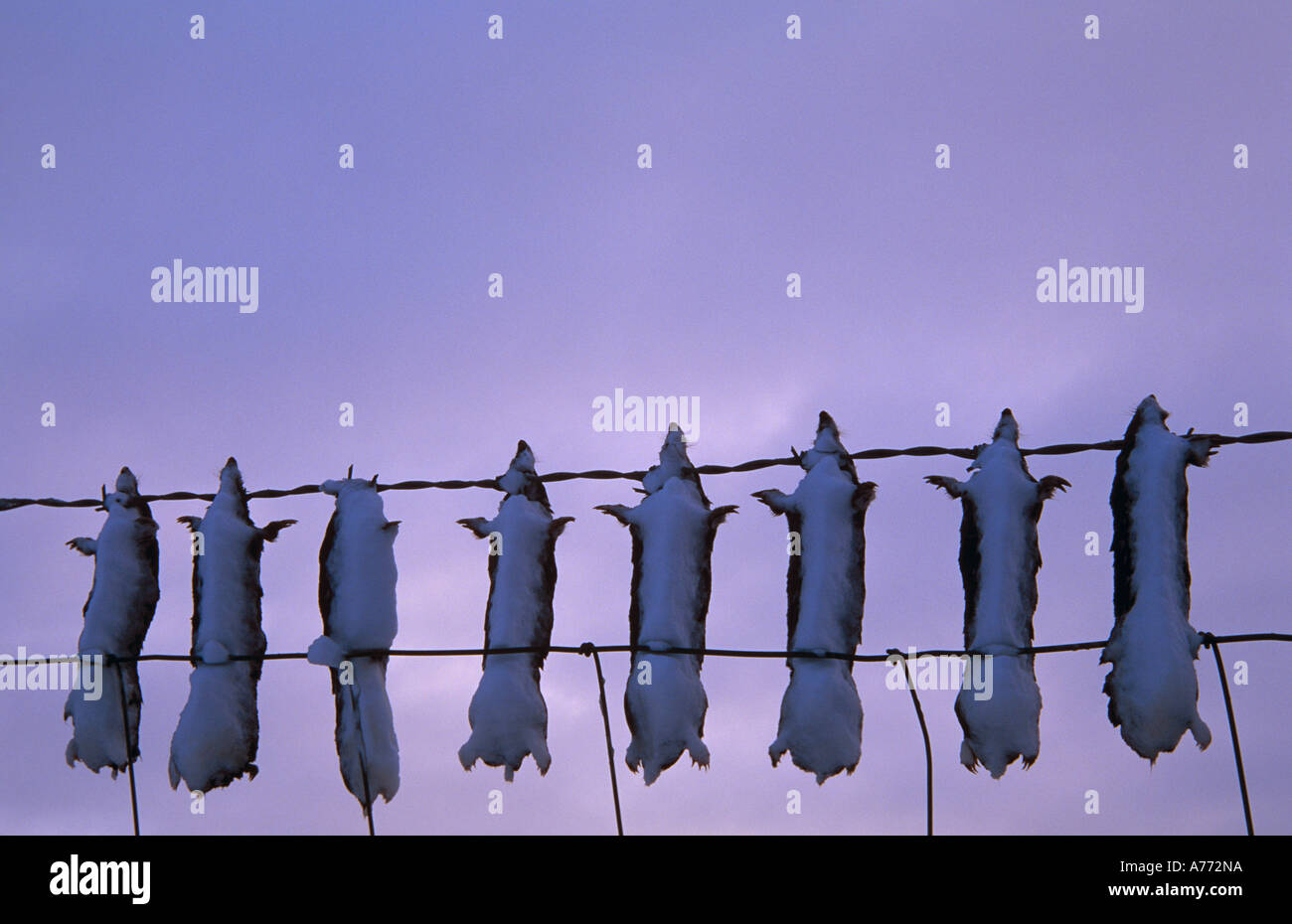 The mole catcher hi-res stock photography and images - Alamy