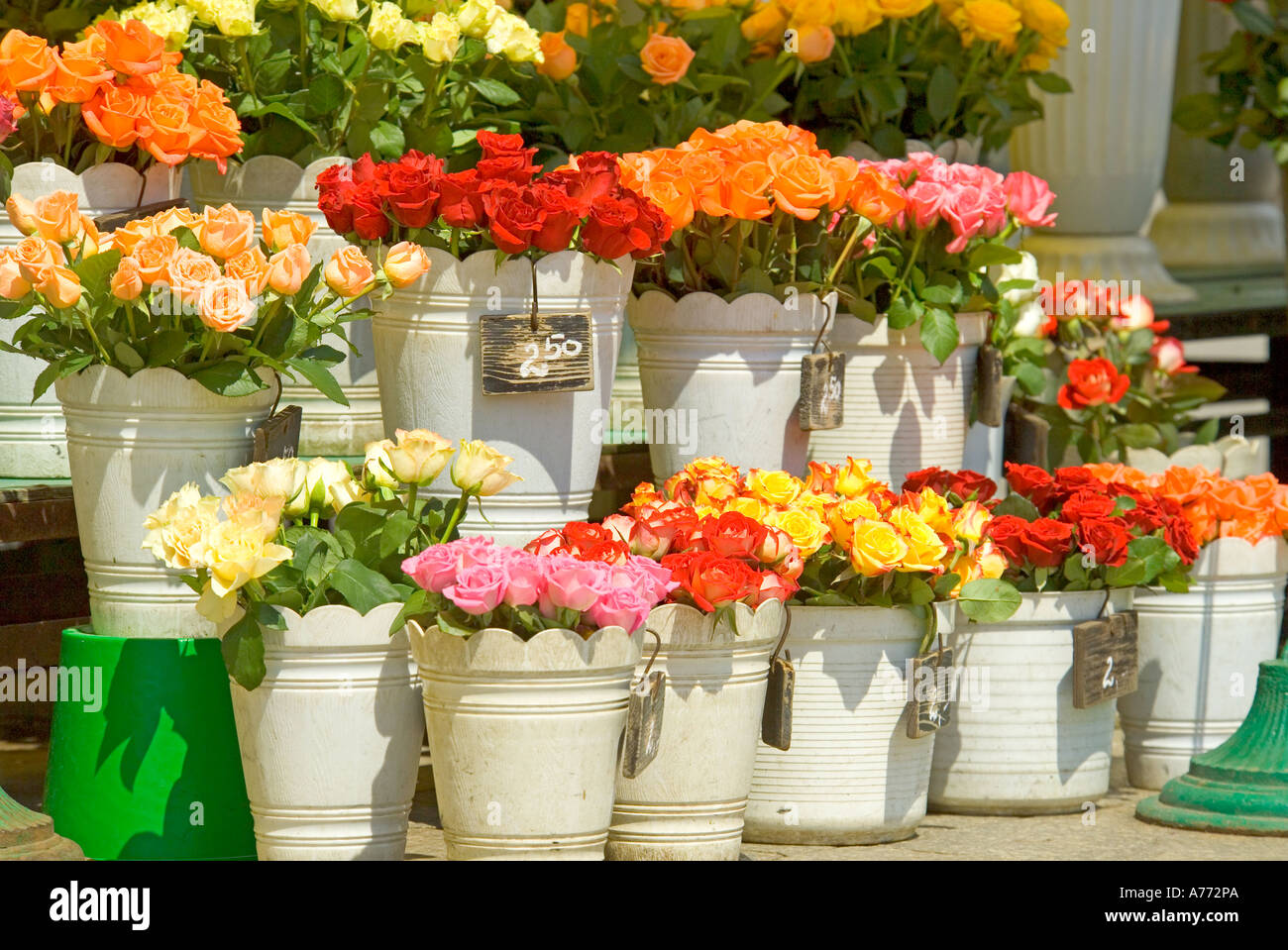 Red orange yellow container plants hi-res stock photography and images ...