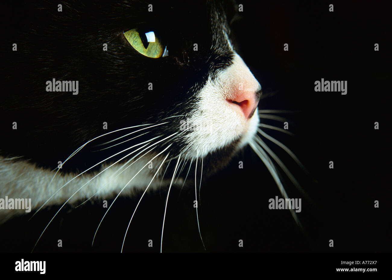Black nose marking markings hi-res stock photography and images - Alamy