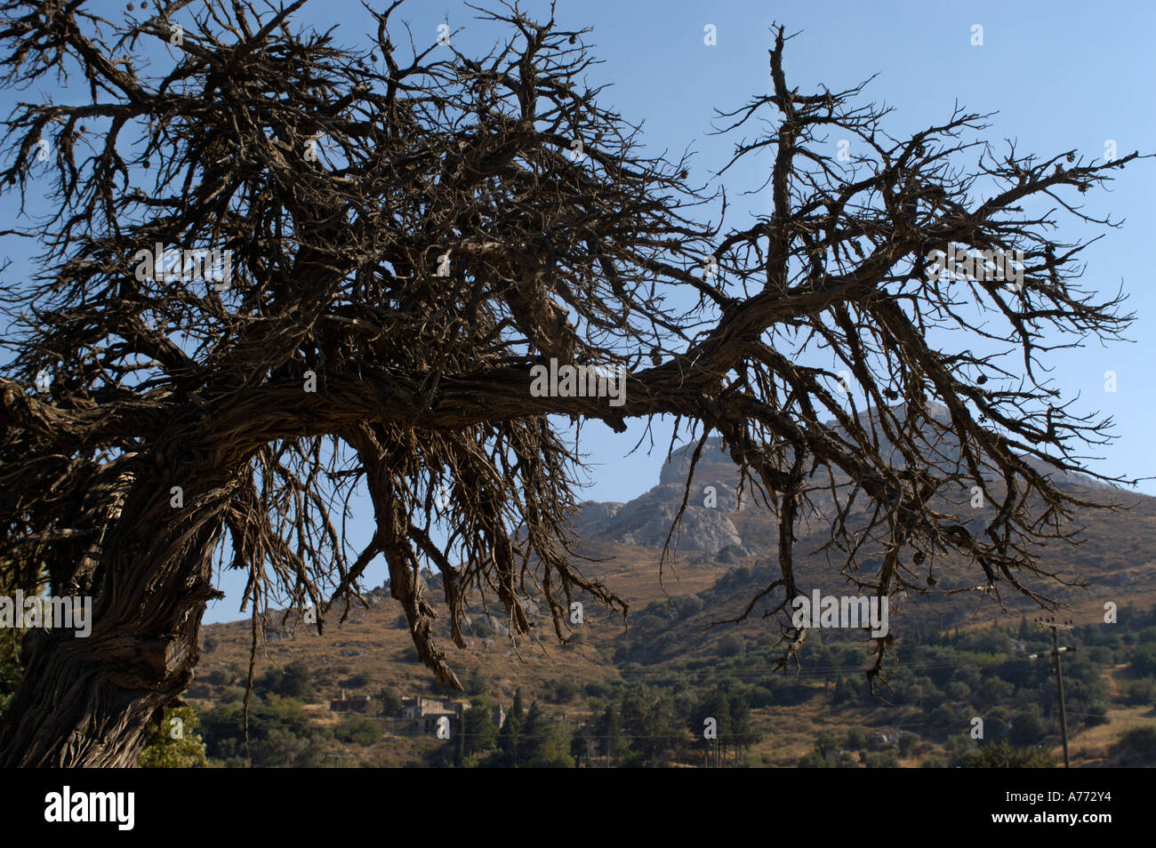 Acacia on Krete Stock Photo - Alamy
