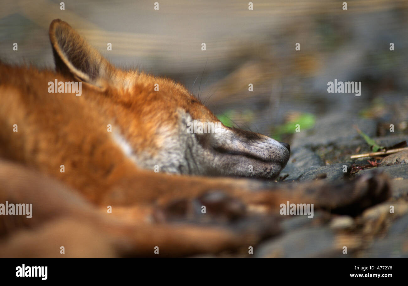 Vulpes vulpes, Captive red fox, England Stock Photo - Alamy