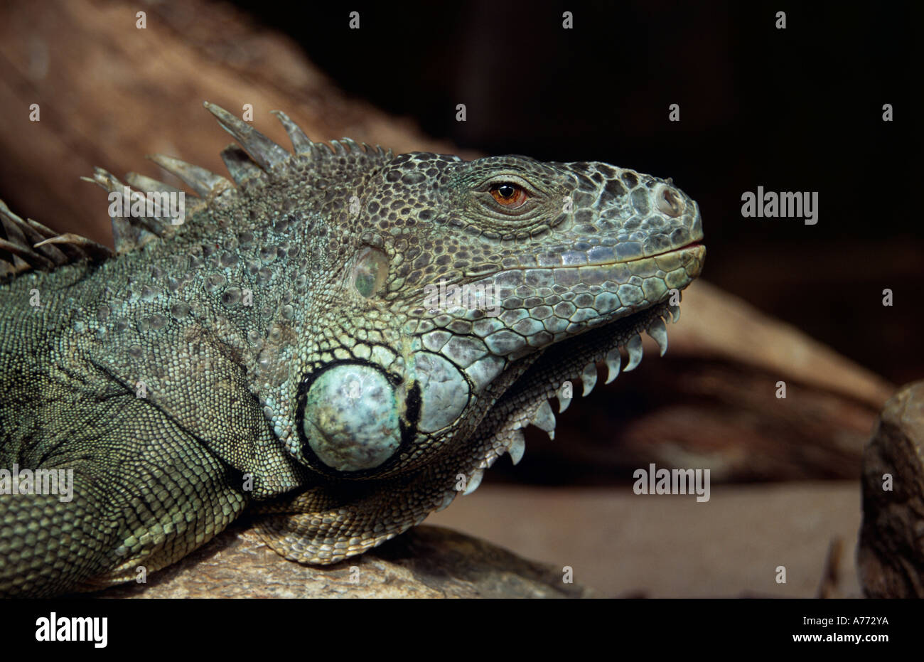 Lizard parietal eye hi-res stock photography and images - Alamy