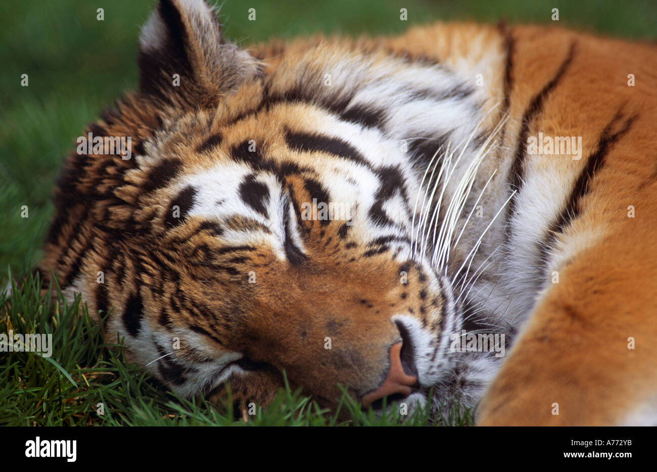 Sleeping tigers hi-res stock photography and images - Alamy