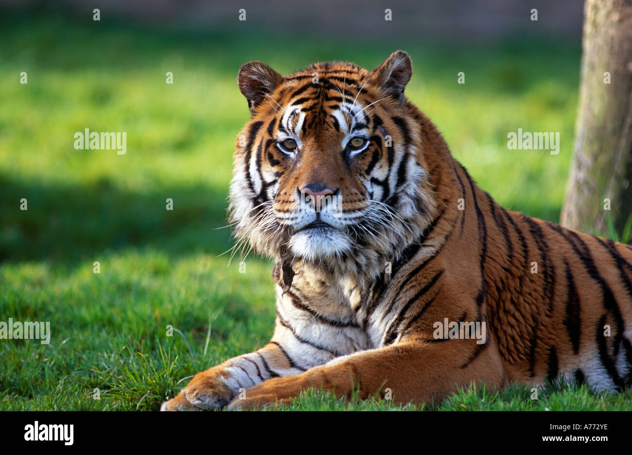 Panthera tigris. Captive Tiger, England Stock Photo - Alamy