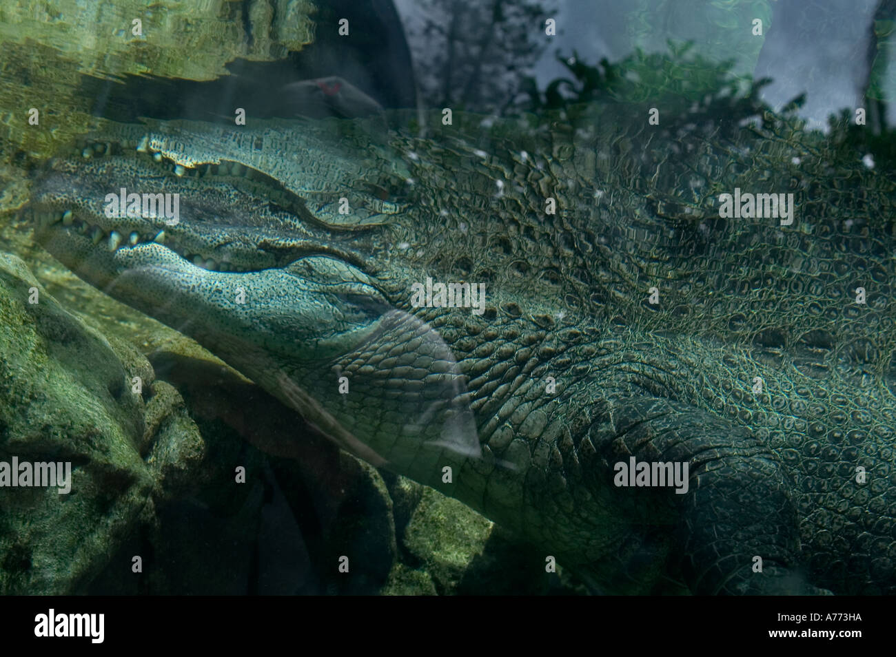 Twin Dragon - crocodile reflection under water Stock Photo - Alamy