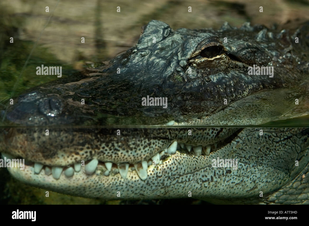 Smile of the Hunter Stock Photo - Alamy
