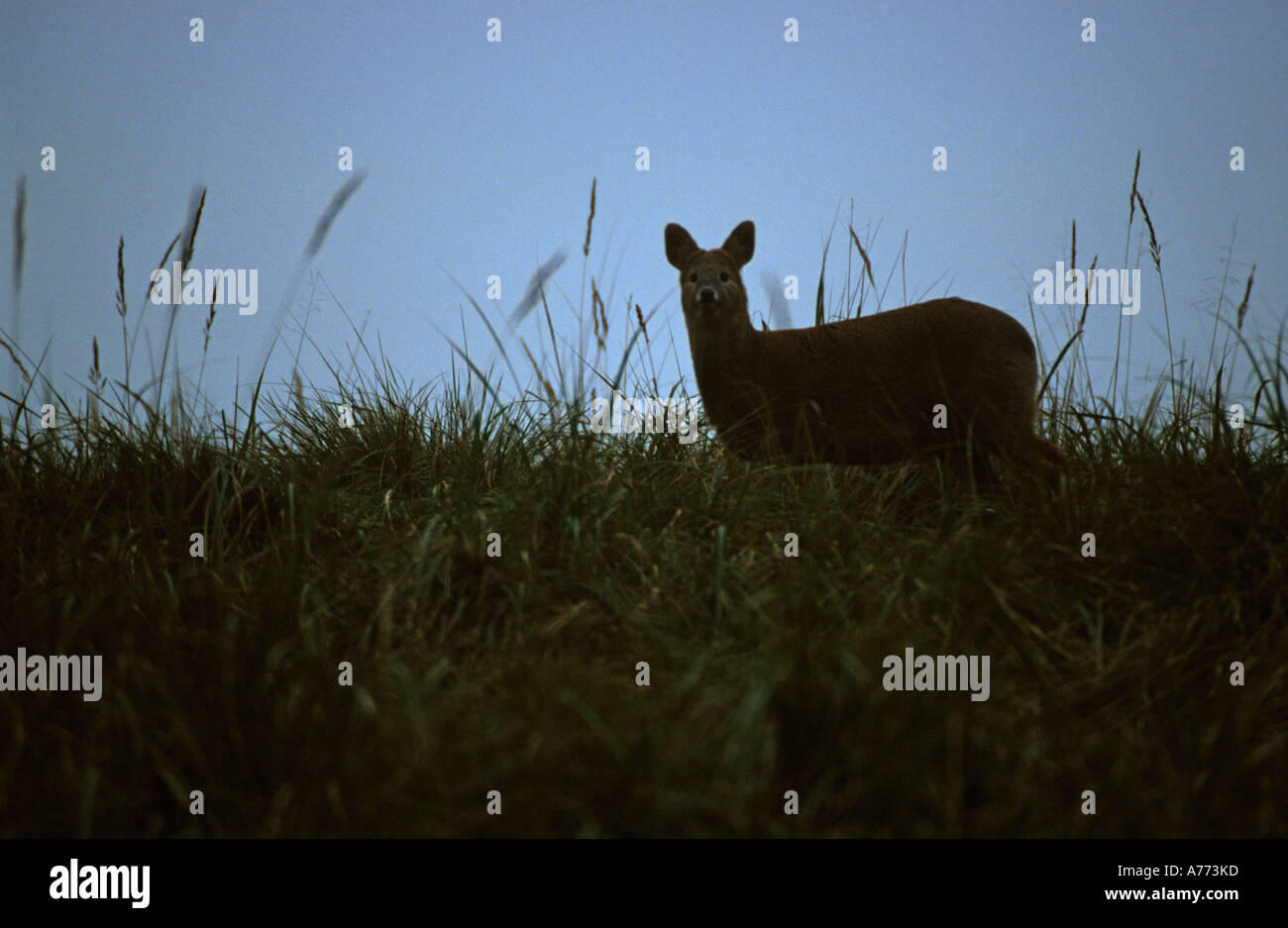 Hydropotes inermis. Chinese Water Deer silhouette. Bedfordshire ...