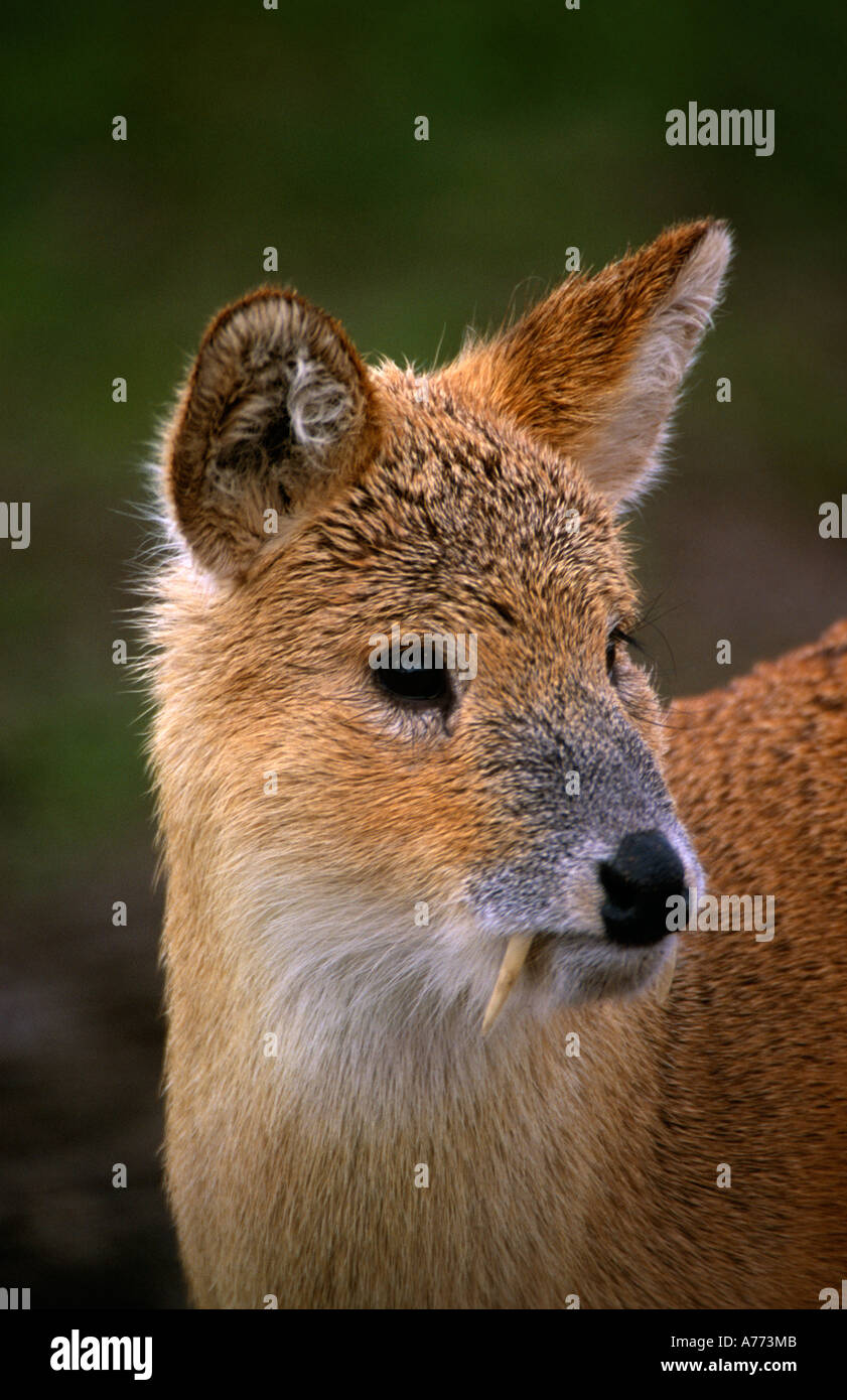 Chinese water deer fangs hi-res stock photography and images - Alamy