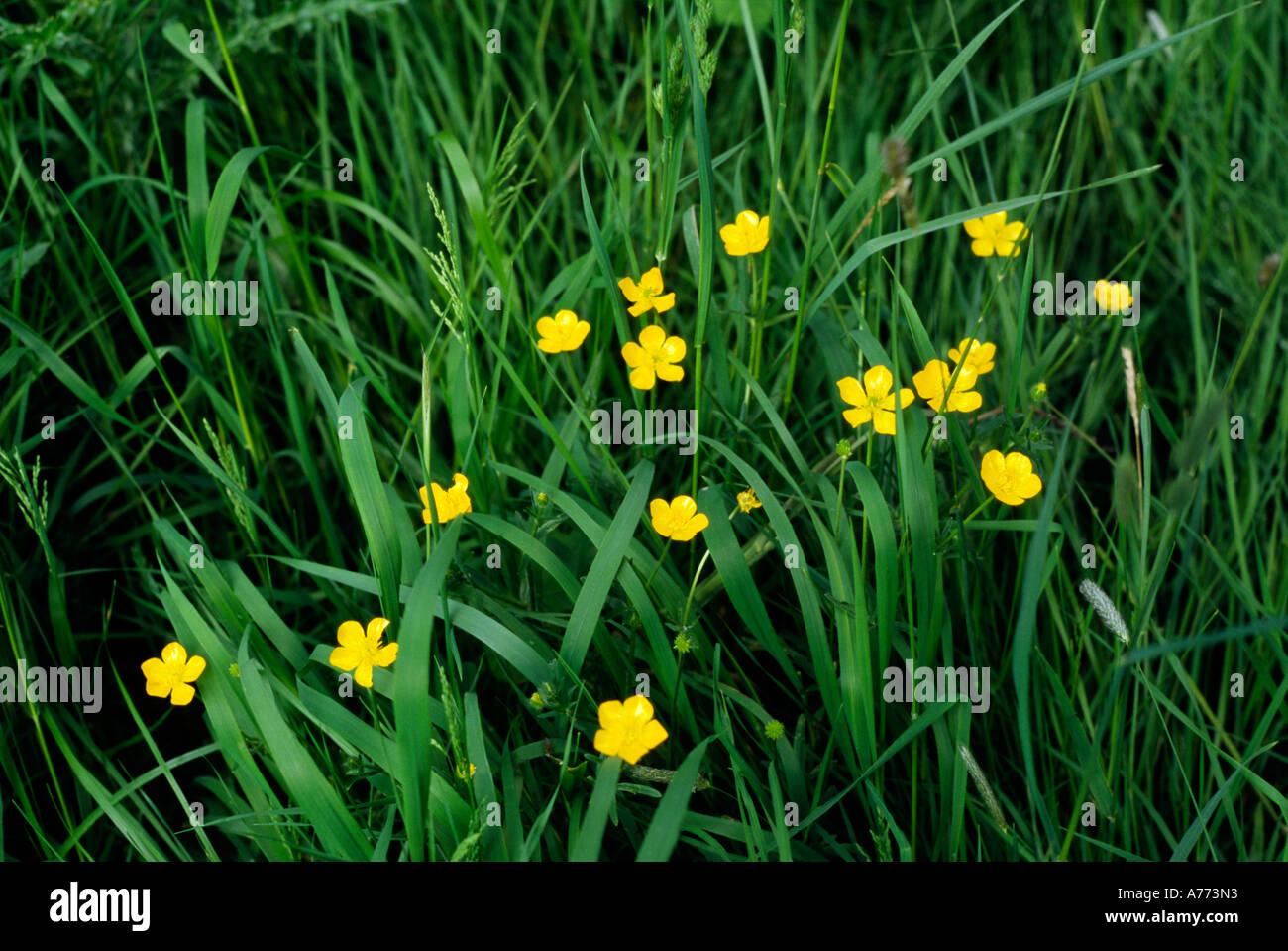 Buttercups in the grass hi-res stock photography and images - Alamy