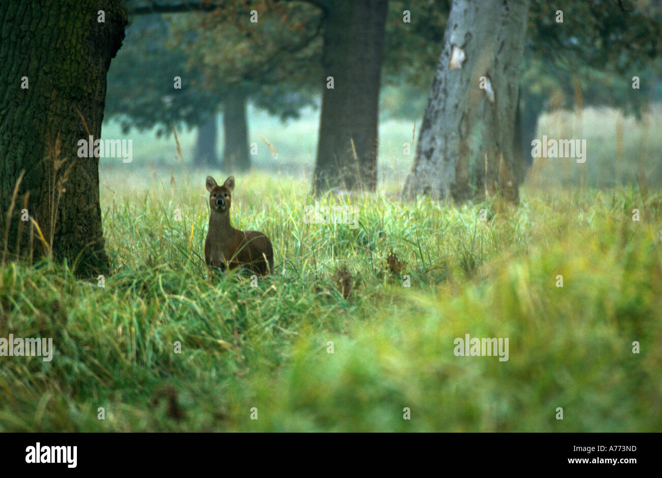 Chinese water deer hydropotes inermis small deer hi-res stock ...