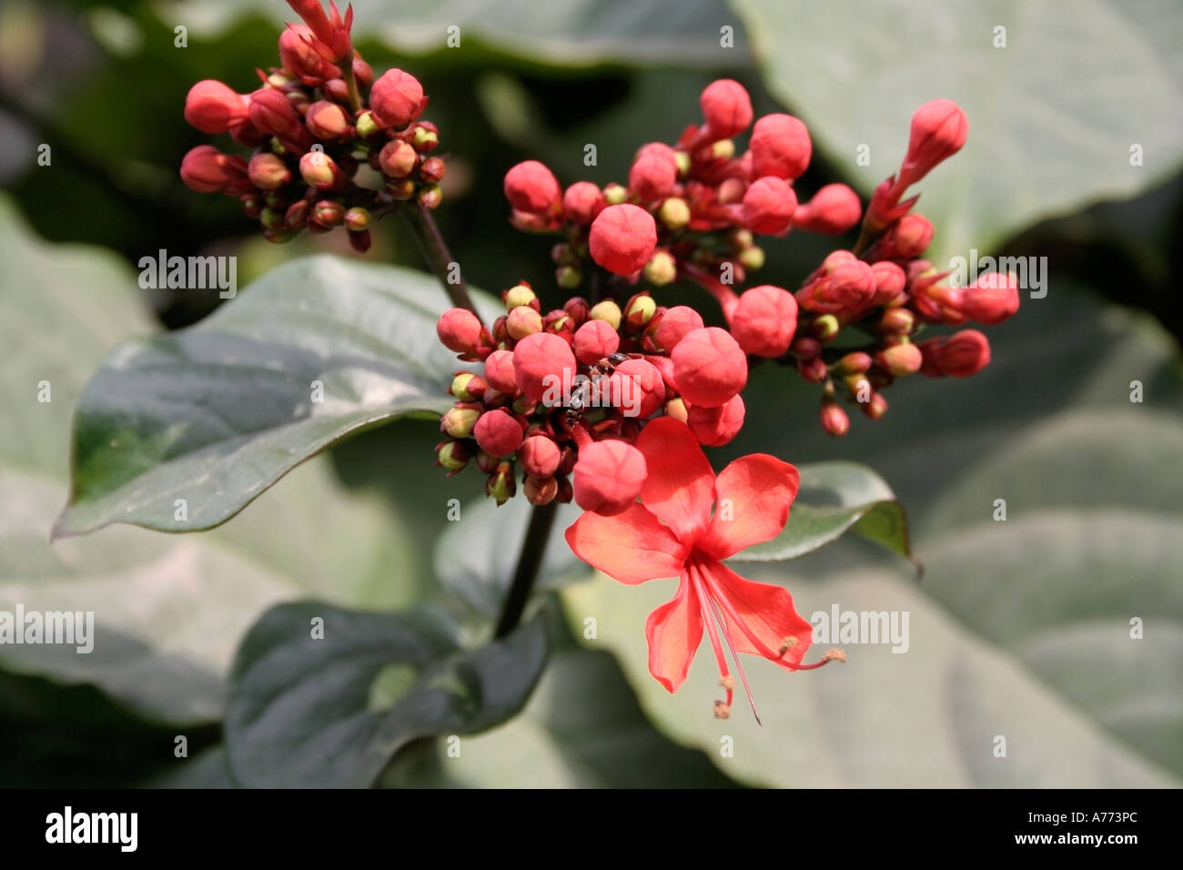 Insect on flora hi-res stock photography and images - Alamy