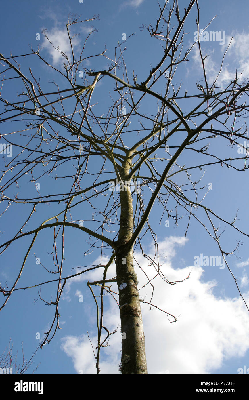 Leafless tree trunk Stock Photo - Alamy