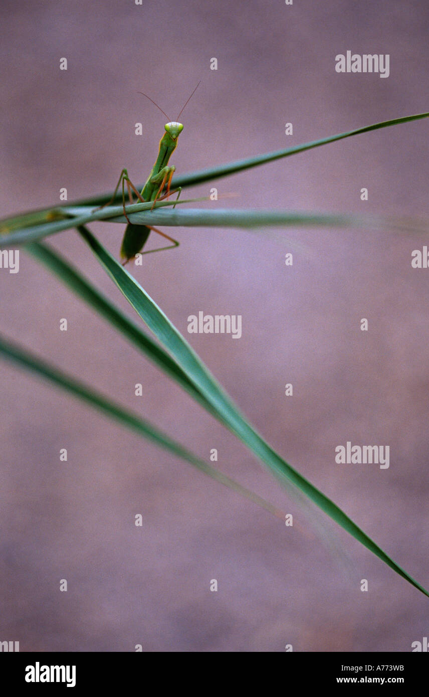Mantis religiosa. Praying Mantis. Catral, Spain Stock Photo - Alamy