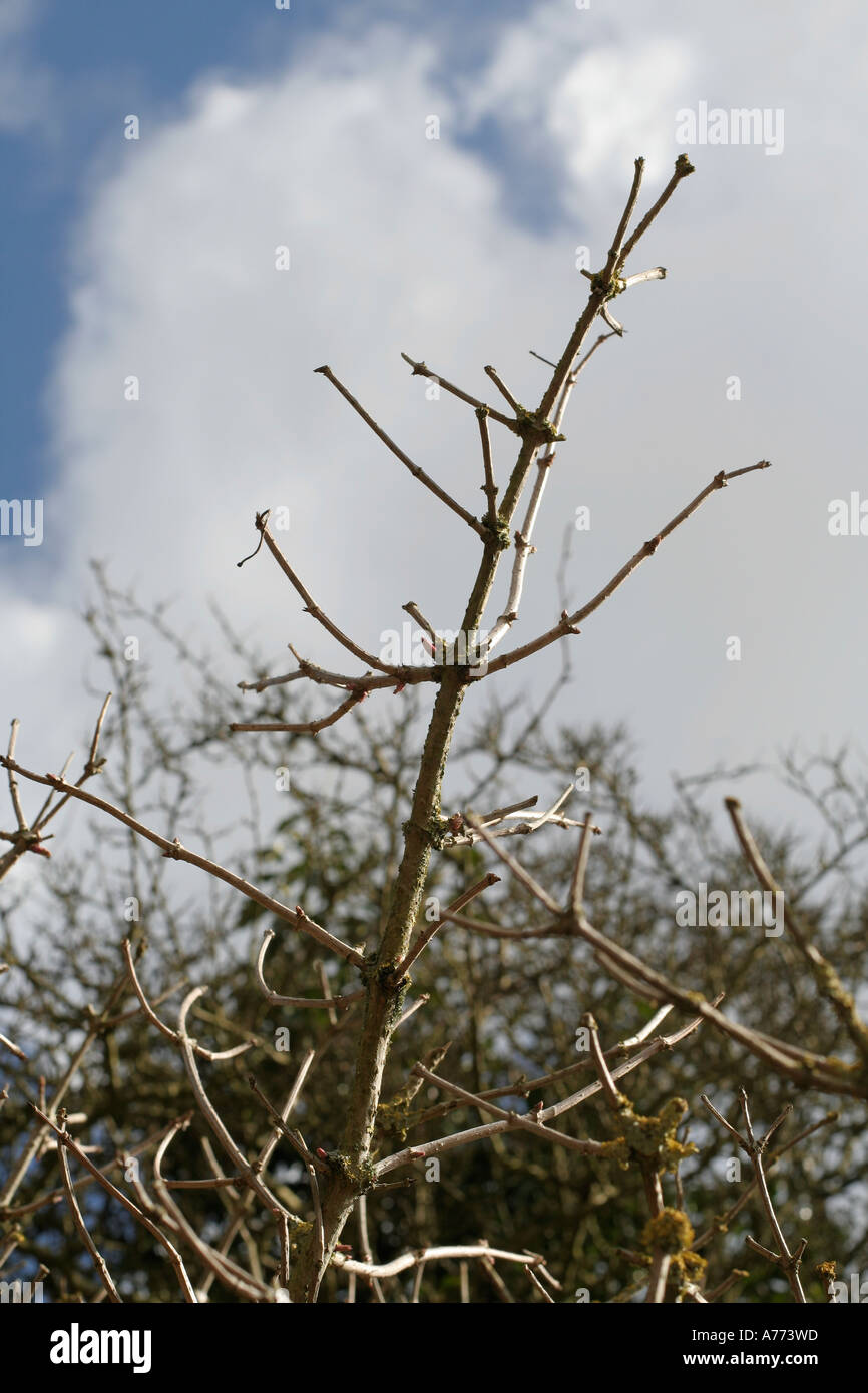 Dry stem of a tree Stock Photo - Alamy