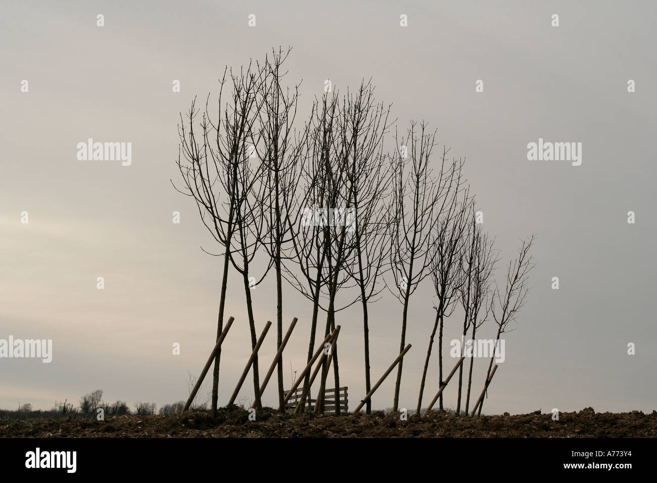 Array of trees hi-res stock photography and images - Alamy