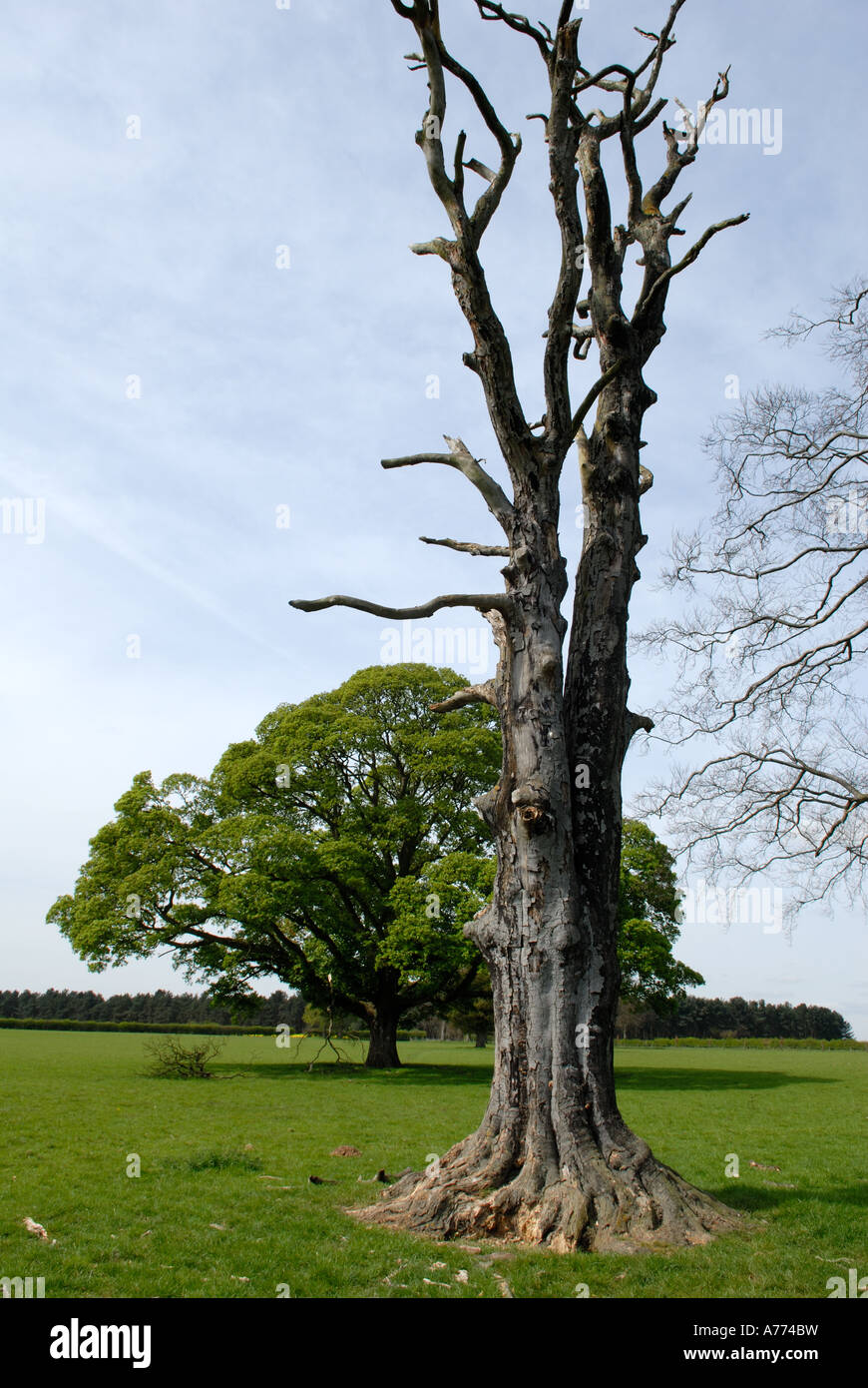 Spring oak tree and dead tree Stock Photo - Alamy