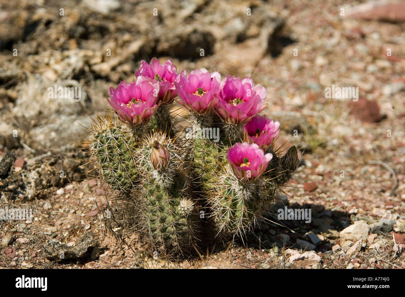 Enchinocereus cactus hi-res stock photography and images - Alamy