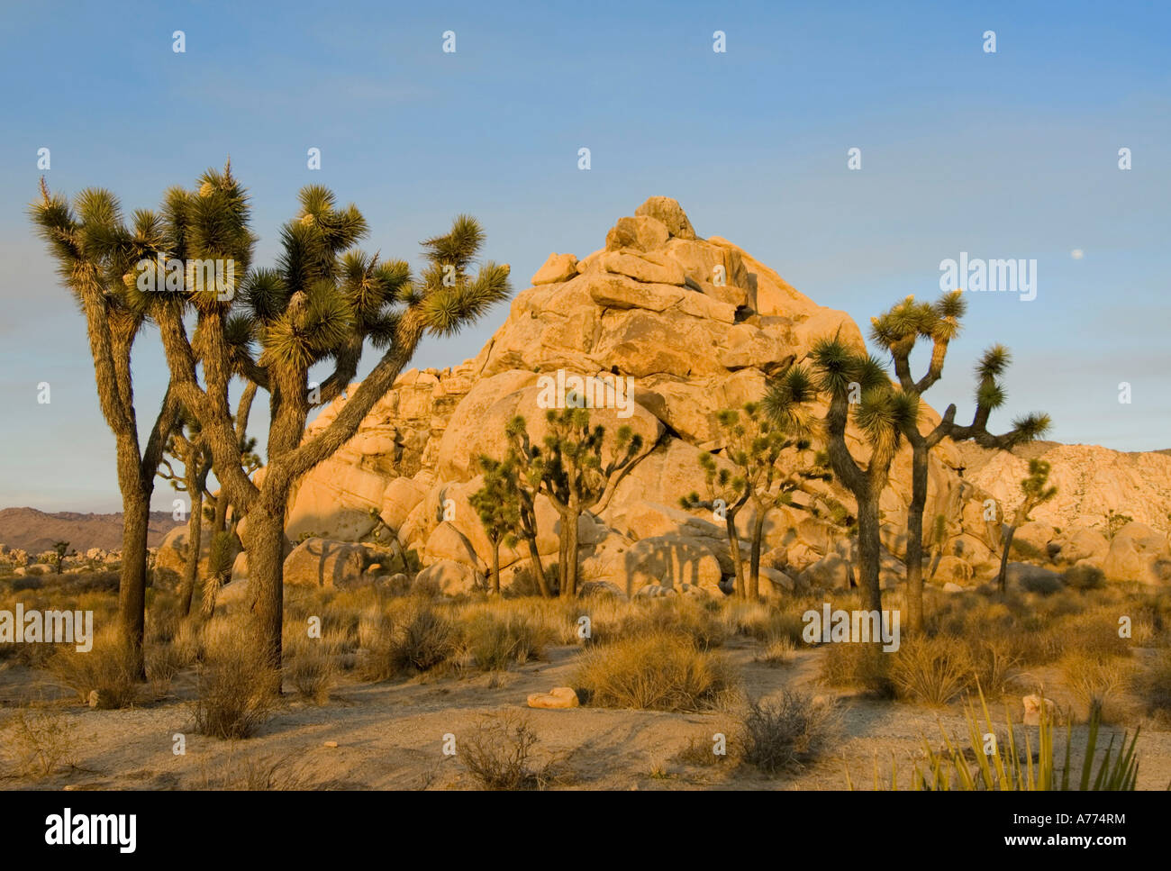 Joshua Trees Yucca brevifolia Joshua Tree National Park - California ...