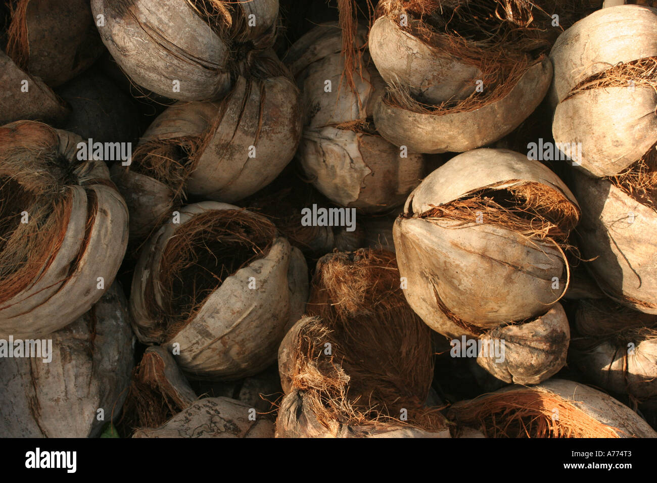 Broken coconut shells on the beach at Cabarete Dominican Republic Stock ...