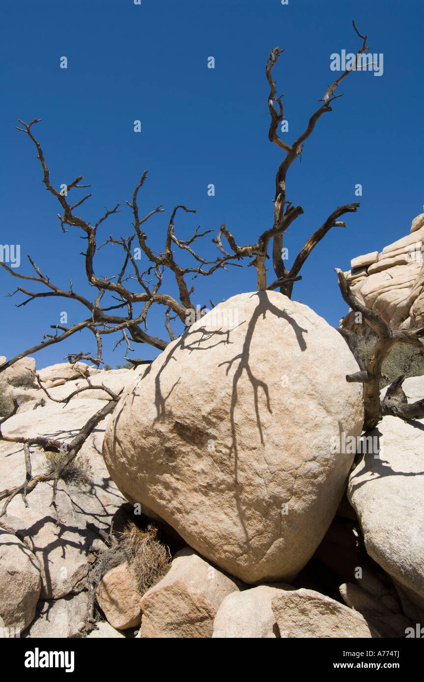 Snag on rocks Joshua Tree National Park - California - USA Stock Photo ...