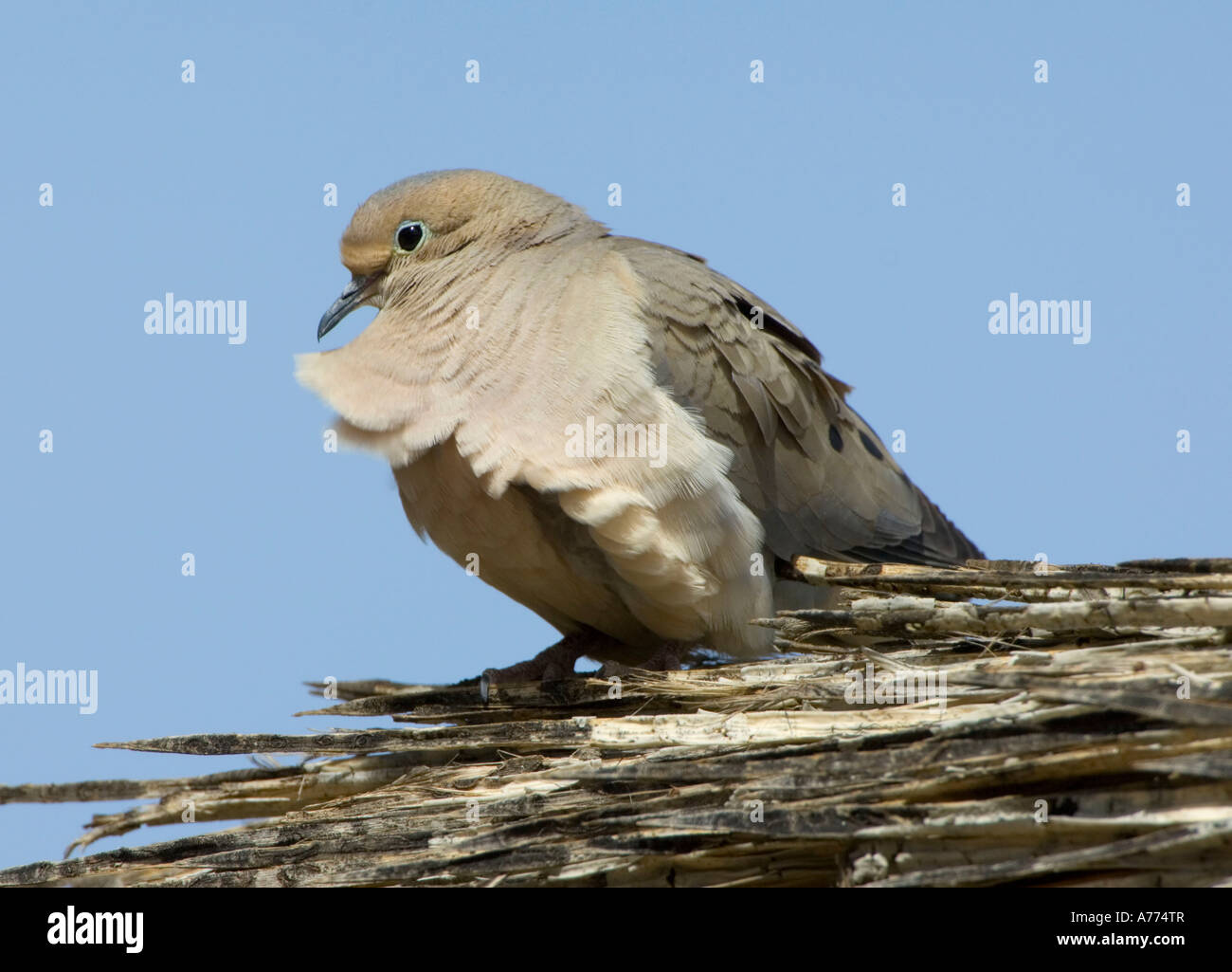 Mourning Dove Zenaida macroura Joshua Tree National Park - California ...