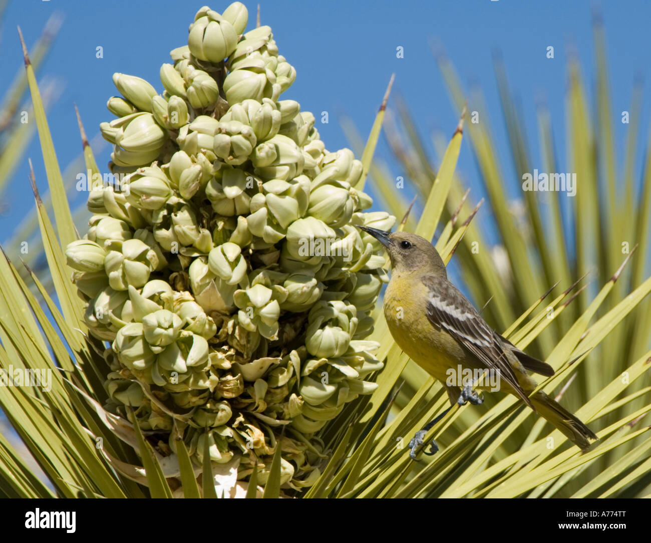 Female Scott's Oriole on yucca flower Icterus parisorum Joshua Tree ...
